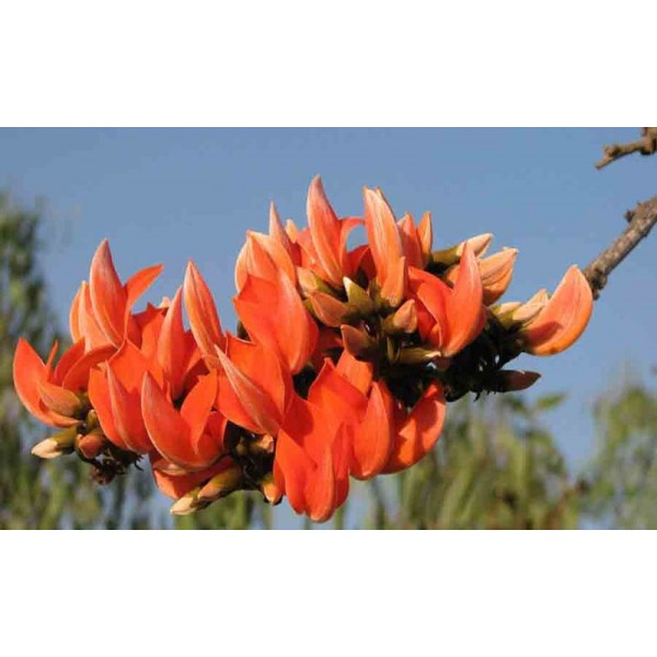 Butea Frondosa Seeds (Butea Monosperma Seeds, Palash Seeds)