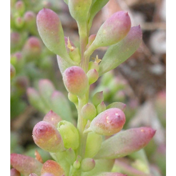 Buy Bonefruit Seeds Online - Rarexoticseeds