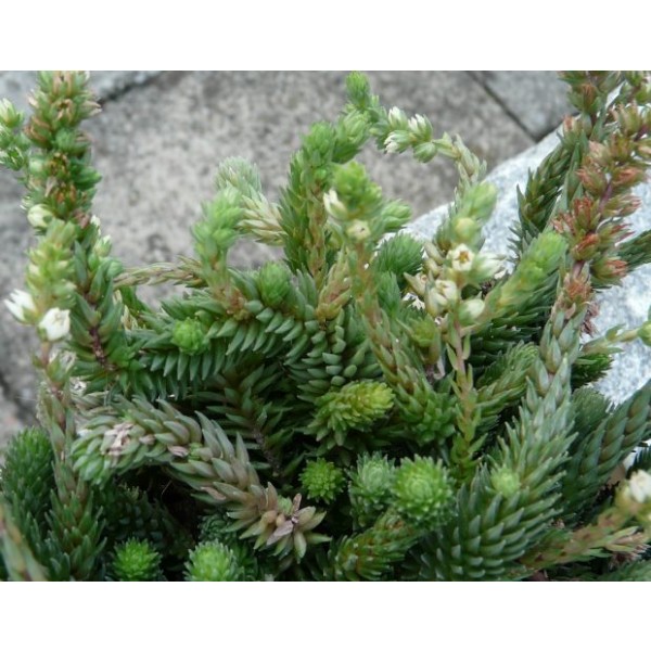 Villadia Misera Seeds (Villadia Parviflora, Sedum Miserum)