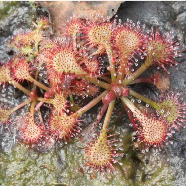 Acheter Graines Drosera tokaiensis - Rarexoticseeds