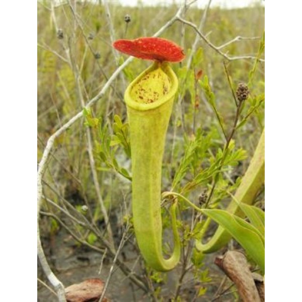 Graines Nepenthes Tenax