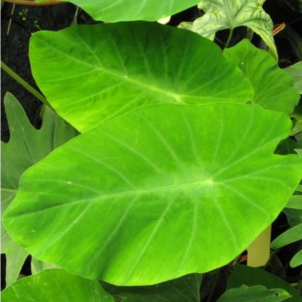 Acheter Graines Colocasia fallax - Rarexoticseeds