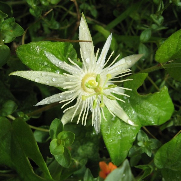 Graines Passiflora Trifasciata (Fruit de la Passion, Fleur de la Passion)