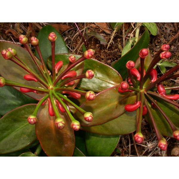 Graines Marcgraviastrum Subsessile