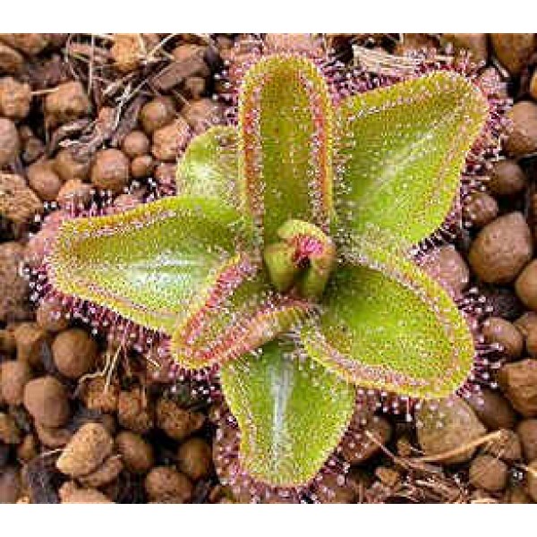 Graines Drosera Macrophylla Macrophylla (Tubéreuse)