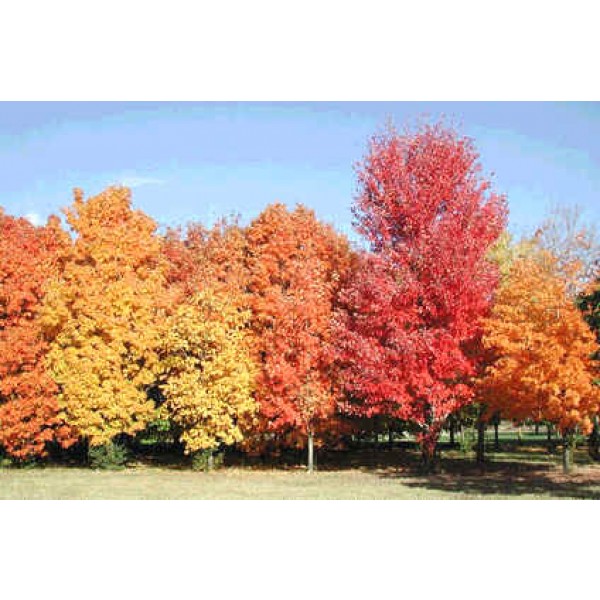 Graines Acer Saccharum (Graines Érable à Sucre)