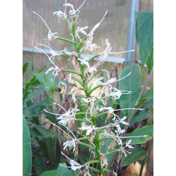 Graines Hedychium Stenopetalum (Gingembre Étoile Blanche)