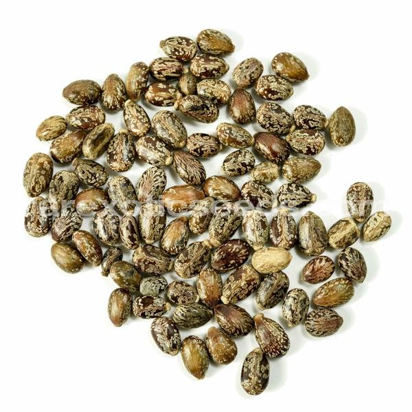 Acheter des Graines de Ricin - Rarexoticseeds