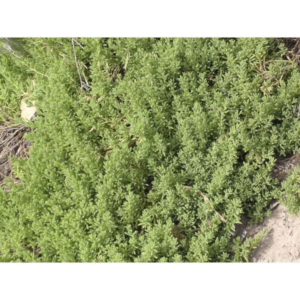 Graines Threlkeldia Diffusa (Graines Coast Bonefruit, Graines Wallaby ...