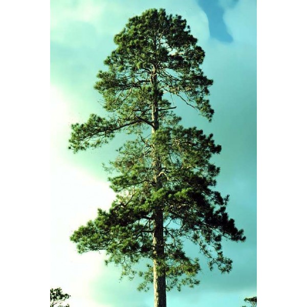 Acheter Graines Pin rouge - Rarexoticseeds