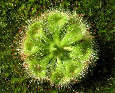 Drosera Carnivorous Plants Seeds - Sundew Seeds