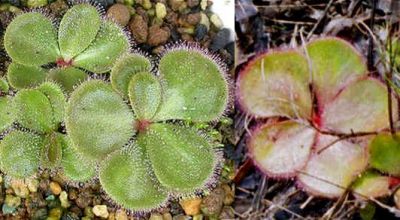 Drosera Carnivorous Plants Seeds - Sundew Seeds