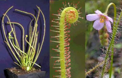 Drosera Carnivorous Plants Seeds - Sundew Seeds
