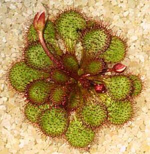 Drosera Carnivorous Plants Seeds - Sundew Seeds