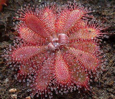 Drosera Carnivorous Plants Seeds - Sundew Seeds