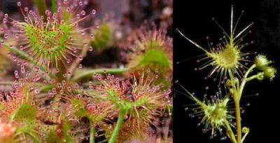 Drosera Carnivorous Plants Seeds - Sundew Seeds