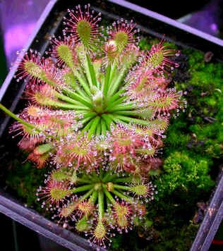 Drosera Carnivorous Plants Seeds - Sundew Seeds