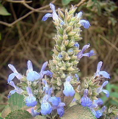 Heirloom Garden Seeds