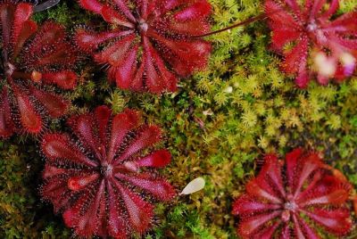 Drosera Carnivorous Plants Seeds - Sundew Seeds