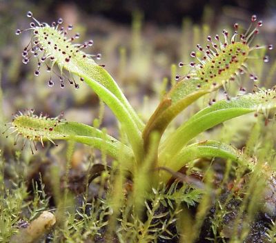 Drosera Carnivorous Plants Seeds - Sundew Seeds