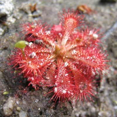 Drosera Carnivorous Plants Seeds - Sundew Seeds