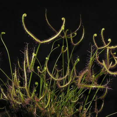 Drosera Carnivorous Plants Seeds - Sundew Seeds