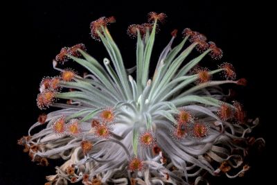 Drosera Carnivorous Plants Seeds - Sundew Seeds