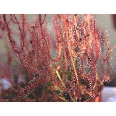 Drosera Carnivorous Plants Seeds - Sundew Seeds