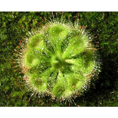 Drosera Carnivorous Plants Seeds - Sundew Seeds