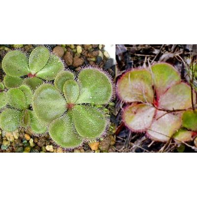 Drosera Carnivorous Plants Seeds - Sundew Seeds