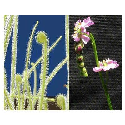Drosera Carnivorous Plants Seeds - Sundew Seeds
