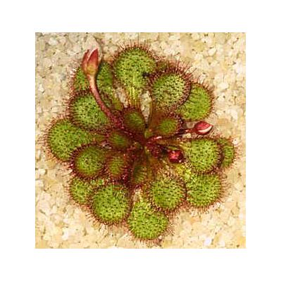 Drosera Carnivorous Plants Seeds - Sundew Seeds