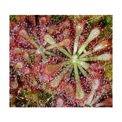 Drosera Carnivorous Plants Seeds - Sundew Seeds