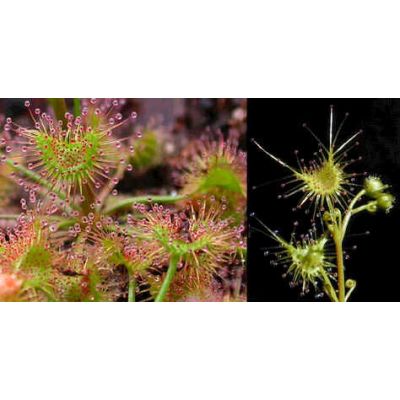 Drosera Carnivorous Plants Seeds - Sundew Seeds