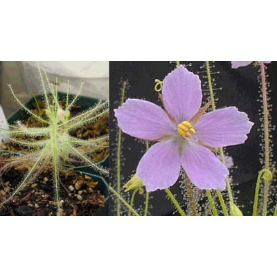 Drosera Carnivorous Plants Seeds - Sundew Seeds