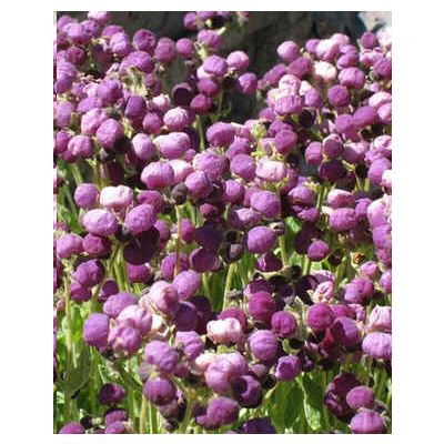 Buy Plants and Flowers seeds- Rarexoticseeds