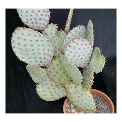 Buy Cactus Seeds Online | Diverse & Hardy Varieties