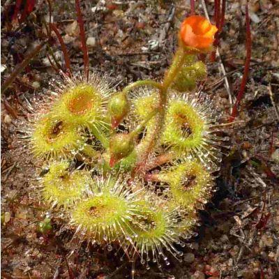 Drosera Carnivorous Plants Seeds - Sundew Seeds