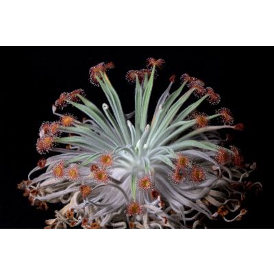 Drosera Carnivorous Plants Seeds - Sundew Seeds