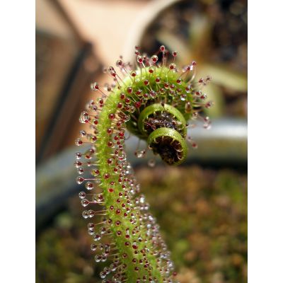 Drosera Carnivorous Plants Seeds - Sundew Seeds