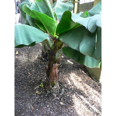 Banana Seeds Heliconia