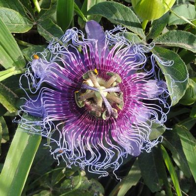 Buy Passion Flower Seeds Online - Rarexoticseeds