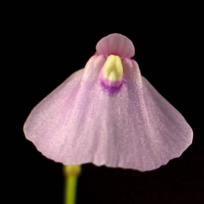 Utricularia - Carnivorous Plant