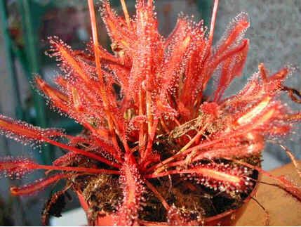 Drosera Capensis Red Seeds (South African)