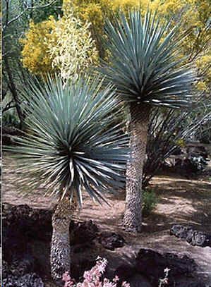 Buy Blue Yucca Seeds Online - Rarexoticseeds