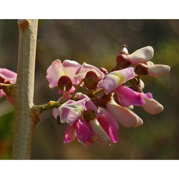 Gliricidia Sepium Seeds (Quick Stick, Mexican Lilac, Mother of Cocoa Seeds)