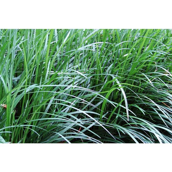 Buy Aztec Grass Seeds Online - Rarexoticseeds