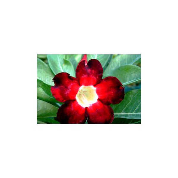 denium Obesum Seeds - Adenium Black Beauty Seeds