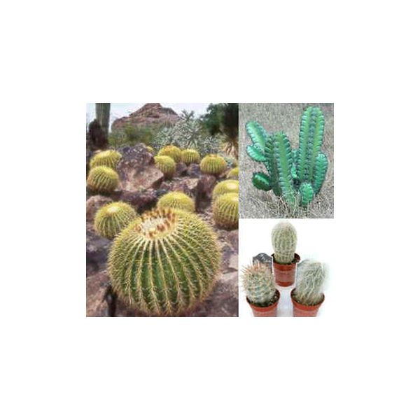 Cactus Seeds Mix (Cactus Seeds)