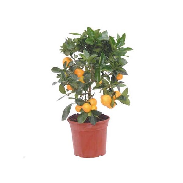 Citrus Mitis Seeds (Calamondin Seeds)